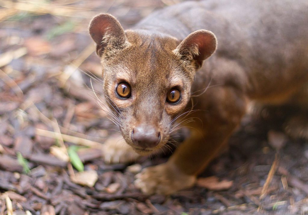 New arrivals at Ventura Wildlife’s Zoological Gardens | Discover Animals
